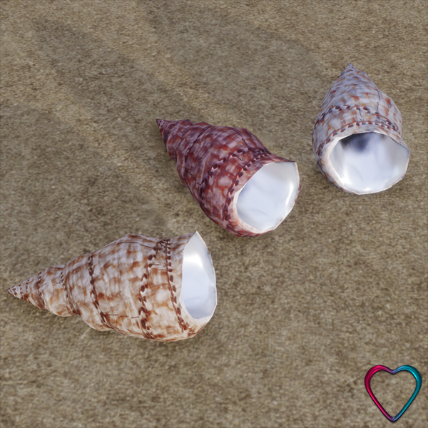 Set of Conch Sea Shells - 3 Colors | Sansar Store — Sansar